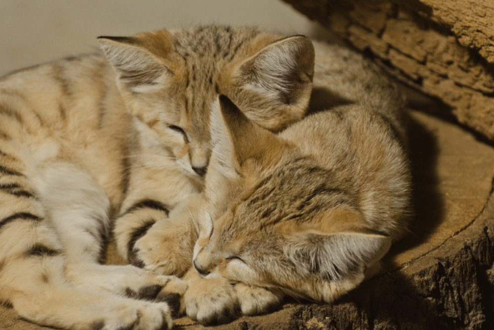 Sand Cat Facts - CRITTERFACTS