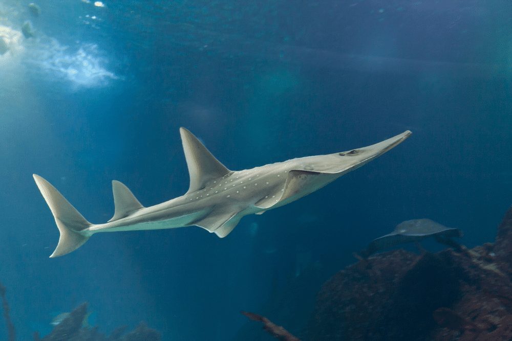 Shovelnose Guitarfish Facts - CRITTERFACTS