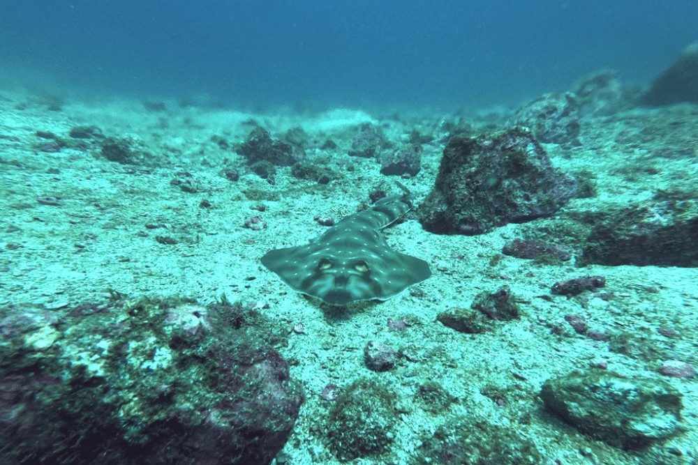 Shovelnose Guitarfish Facts - CRITTERFACTS