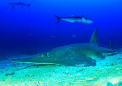 Shovelnose Guitarfish Facts - CRITTERFACTS