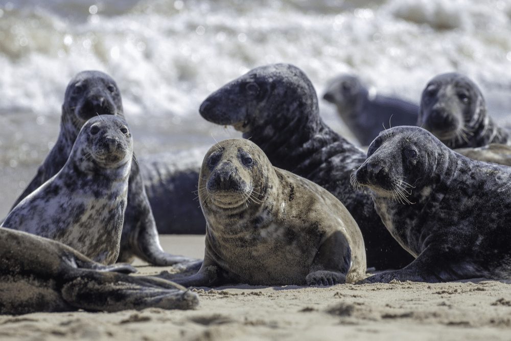 Grey Seal - CRITTERFACTS