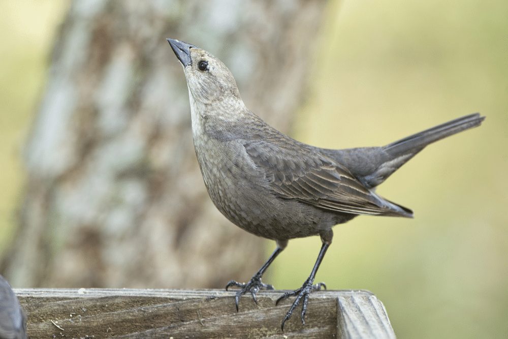Brown-headed Cowbird Facts - CRITTERFACTS