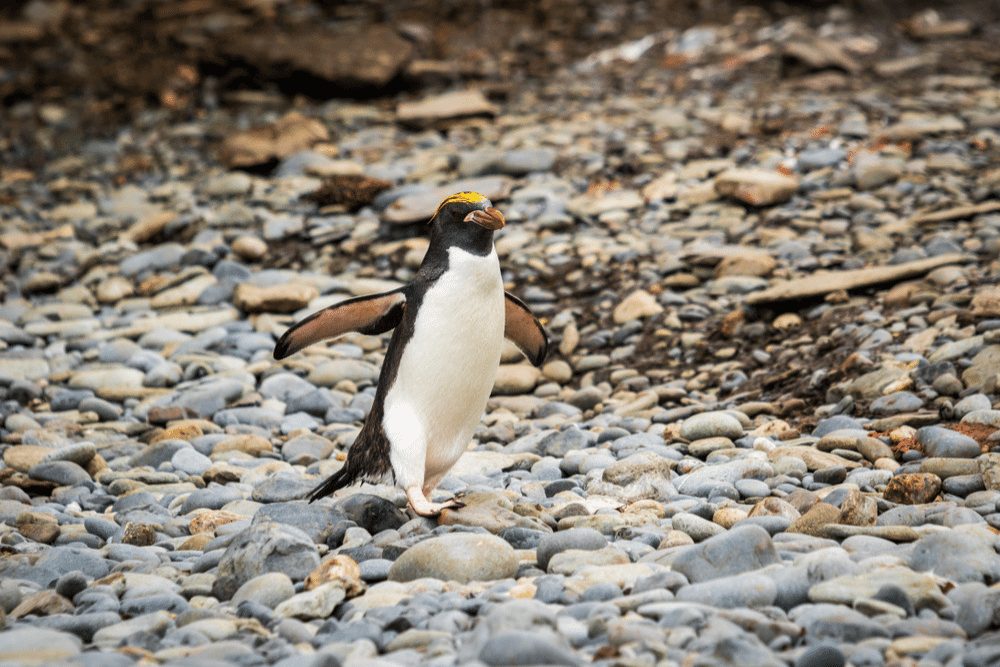 Macaroni Penguin Facts - CRITTERFACTS