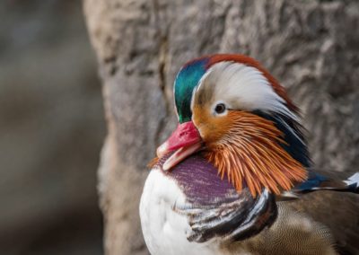 Mandarin Duck Facts - CRITTERFACTS