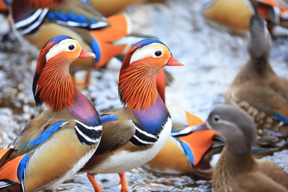 Mandarin Duck Facts - CRITTERFACTS