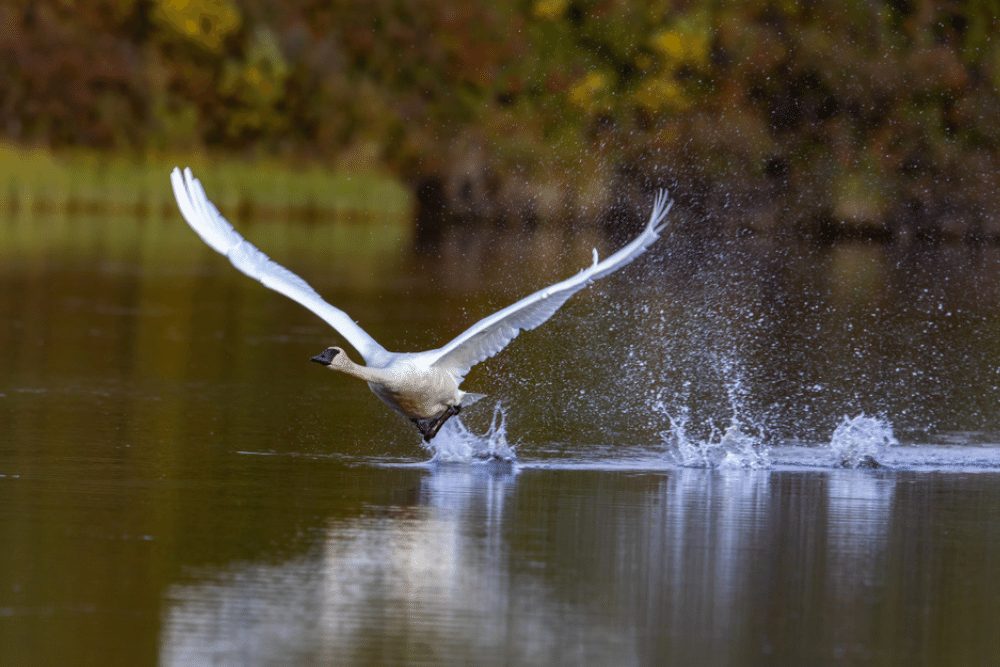 Trumpeter Swan Facts - CRITTERFACTS