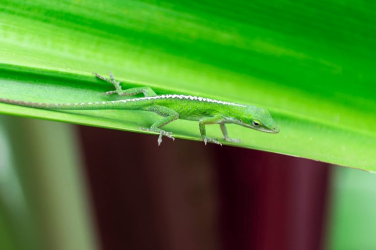 Green Anole Facts - CRITTERFACTS