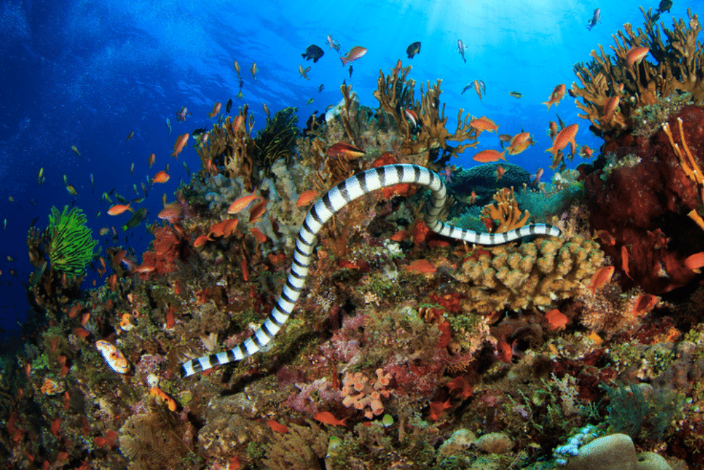 Banded Sea Krait - CRITTERFACTS
