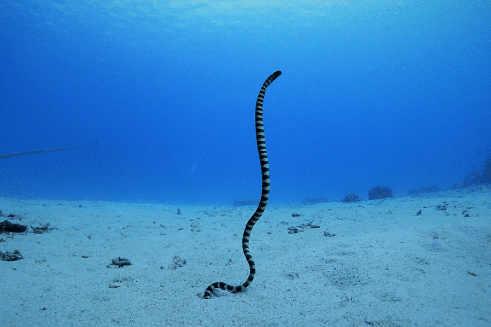 Banded Sea Krait - CRITTERFACTS