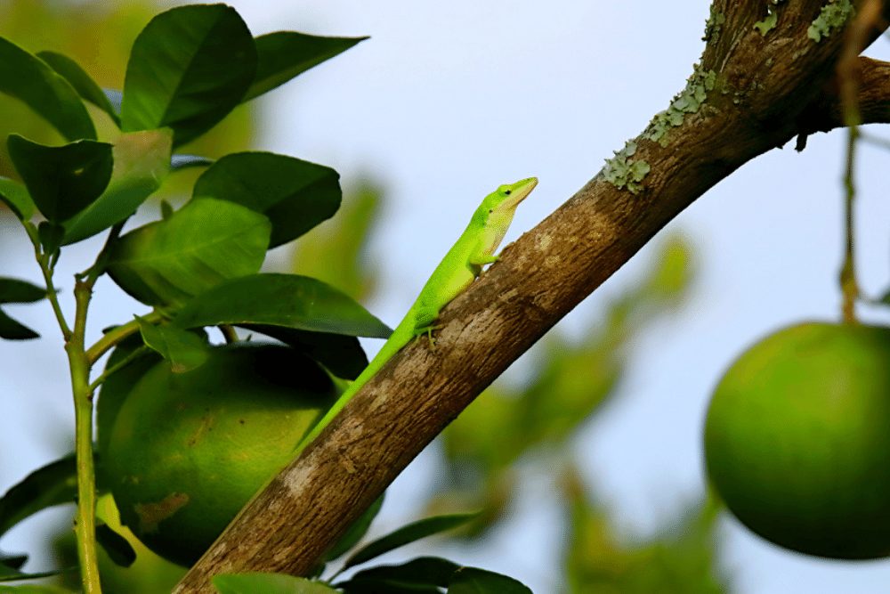 Green Anole Facts - CRITTERFACTS