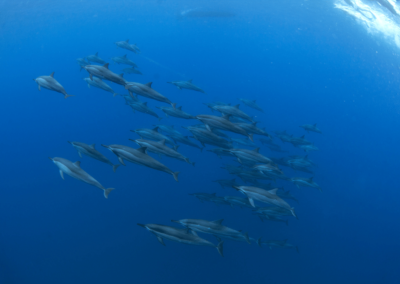 Spinner Dolphin Facts - CRITTERFACTS