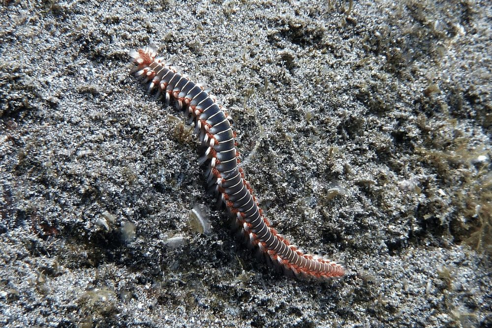 7 WAYS INVERTEBRATES SAY “I LOVE YOU” - CRITTERFACTS